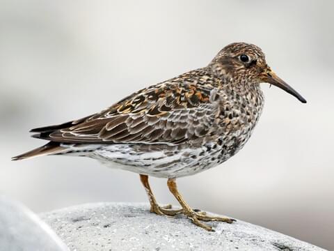 Purple Sandpiper Breeding