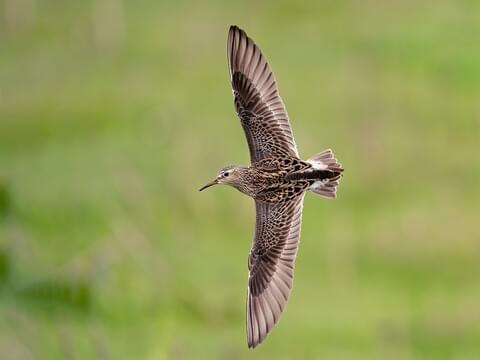 Sandpiper Bird Flying