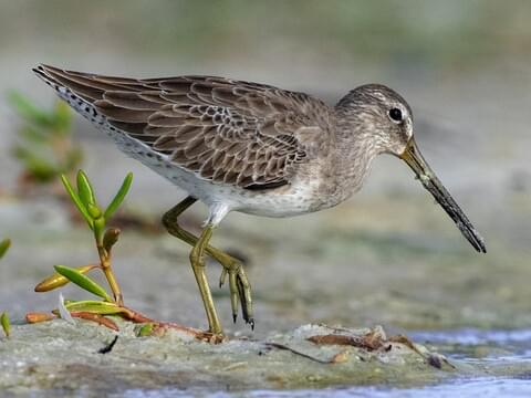 Dowitcher Pictures And Information On Short Billed Dowitcher