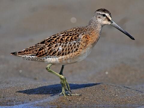 Dowitcher Pictures And Information On Short Billed Dowitcher