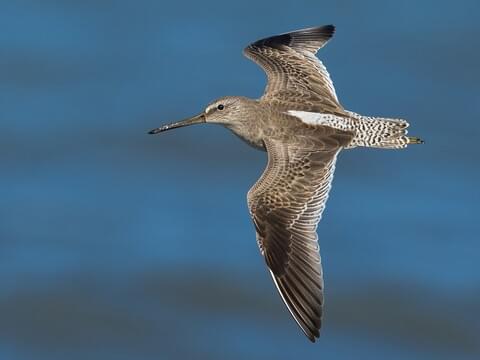 Long Billed Dowitcher Juvenile