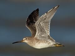 Long Billed Dowitcher Juvenile
