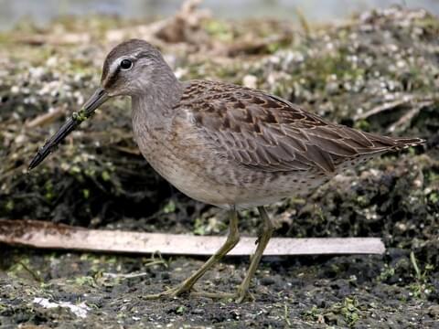 Long Billed Dowitcher Juvenile