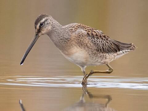 Long Billed Dowitcher Juvenile