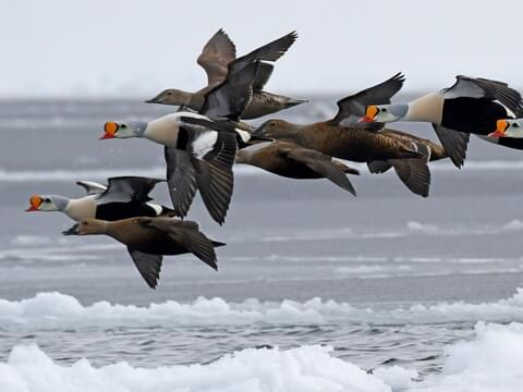 King Eider Duck