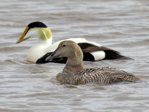 Images Of Eider Ducks Common Eider Greenland Institute Of Natural