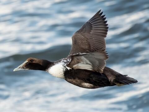 Eider Duck Juvenile