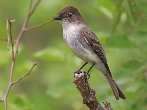 Eastern Phoebe