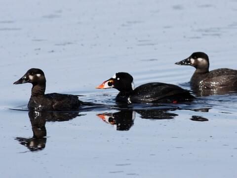 Surf Scoter Female