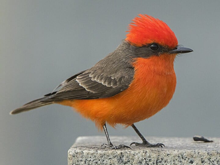 Vermilion Flycatcher | Celebrate Urban Birds
