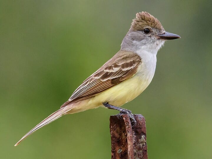 Dusky Capped Flycatcher