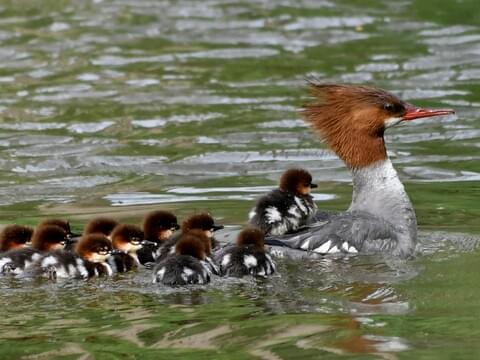 Images Of Merganser Ducks Hey, Birders, It's Prime Time To Find