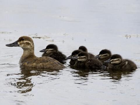 Baby Ruddy Duck