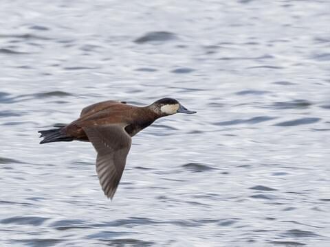 Ruddy Duck Flying