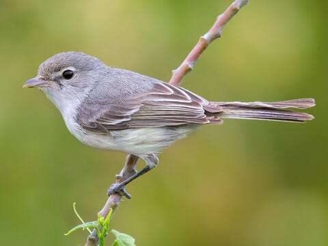Vireo Bird Photos