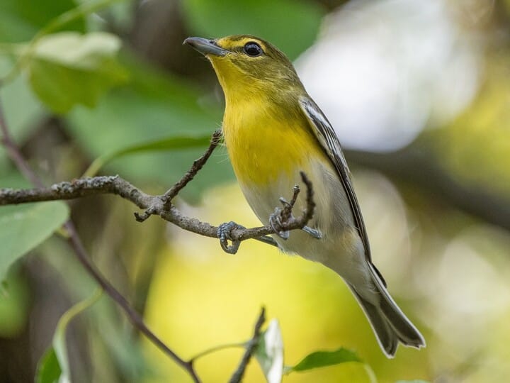 Yellow-throated Vireo Identification, All About Birds, Cornell Lab of ...