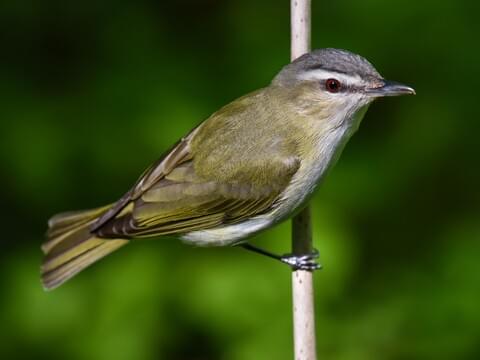 Red Eyed Vireo