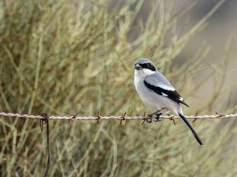 Loggerhead Shrike | Celebrate Urban Birds