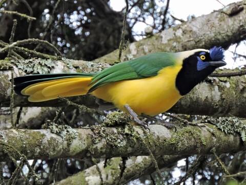 Yellow Jay Bird