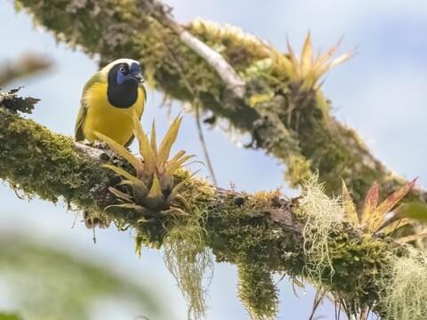 Yellow Jay Bird