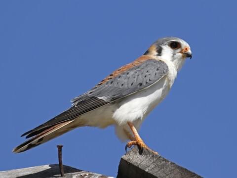 American Kestrel - NestWatch