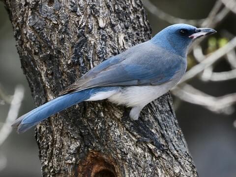 Arizona Scrub Jay