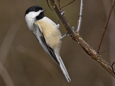 Carolina Chickadee - NestWatch