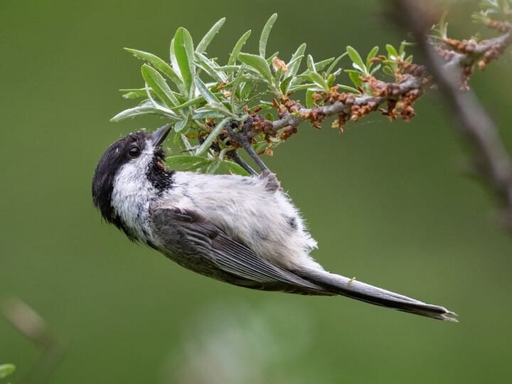 Black-capped Chickadee - NestWatch