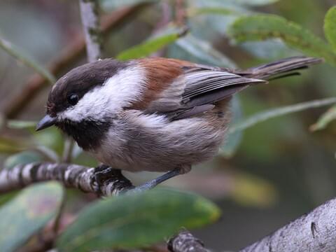 Chestnut-backed Chickadee - NestWatch
