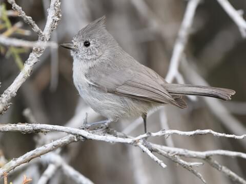 Juniper Titmouse - NestWatch