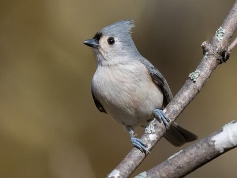 Tufted Titmouse | Celebrate Urban Birds