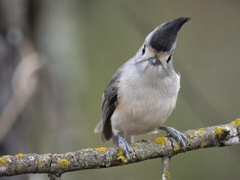 Black Crested Titmouse Range