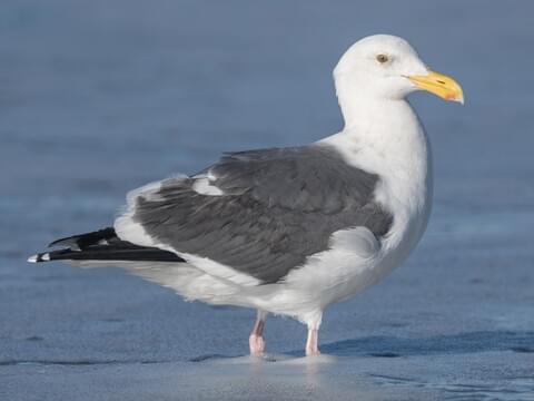 Know Your Gulls: A Very Basic Guide To Identifying Our Local Gulls ...