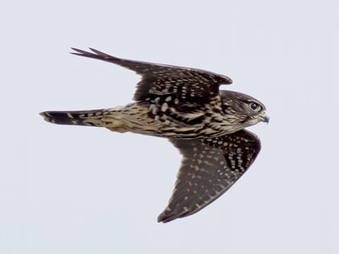 Merlin Falcon In Flight