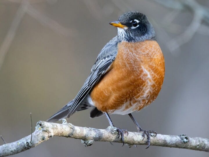 American Robin NestWatch American Robin NestWatch