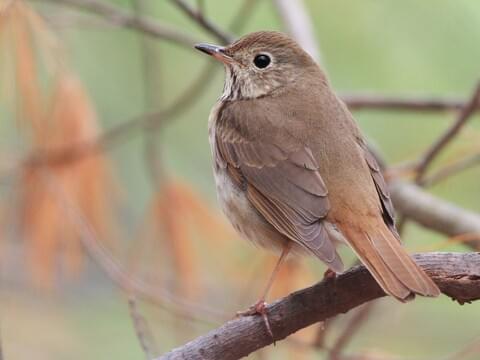 Hermit Thrush