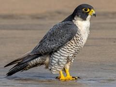Peregrine Falcon Flying Fast