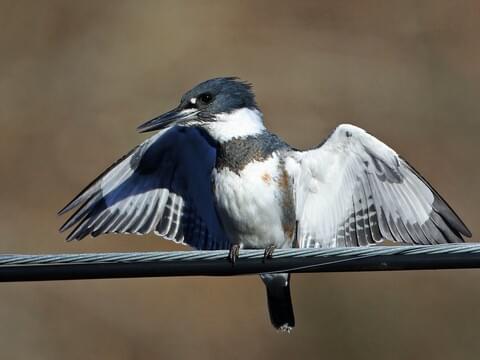 Belted Kingfisher With Fish