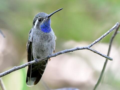 Blue Hummingbird In Flight