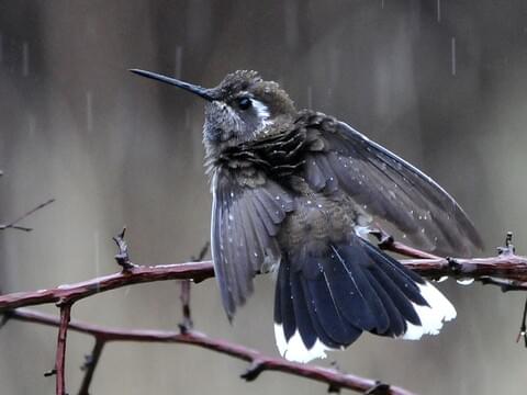 Female Blue Throated Hummingbird