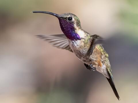 Lucifer Hummingbird Hummingbird Identification: An Illustrated Guide