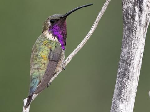 Purple Hummingbird Photos