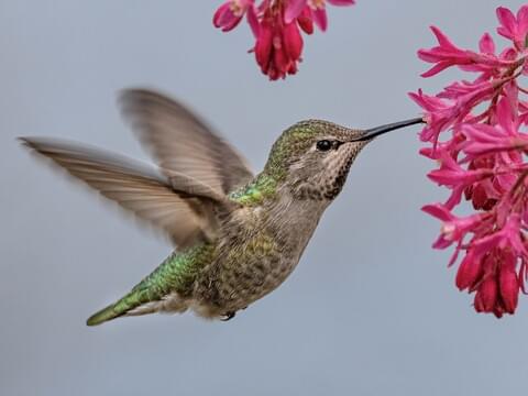 Anna's Hummingbird | Celebrate Urban Birds
