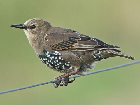 Female Starling Bird