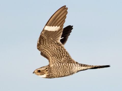 Common Nighthawk