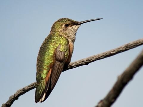 Green Hummingbird The Garden's Most Mesmerizing Miniature