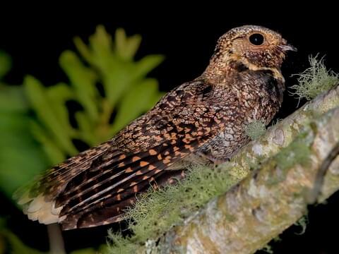 Sureno Huelga Bird