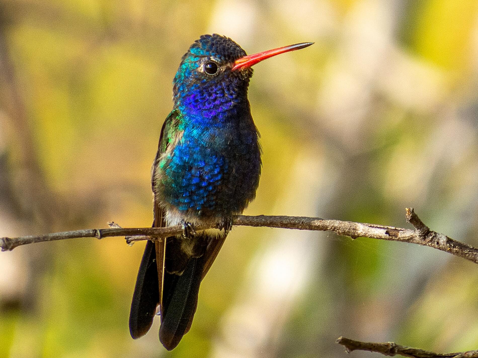 Colibrí Pico Ancho | Celebrate Urban Birds