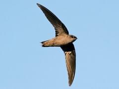 Chimney Swifts Catching Prey