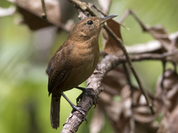 House Wren | Celebrate Urban Birds